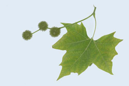 Feuille et fruit de platane.